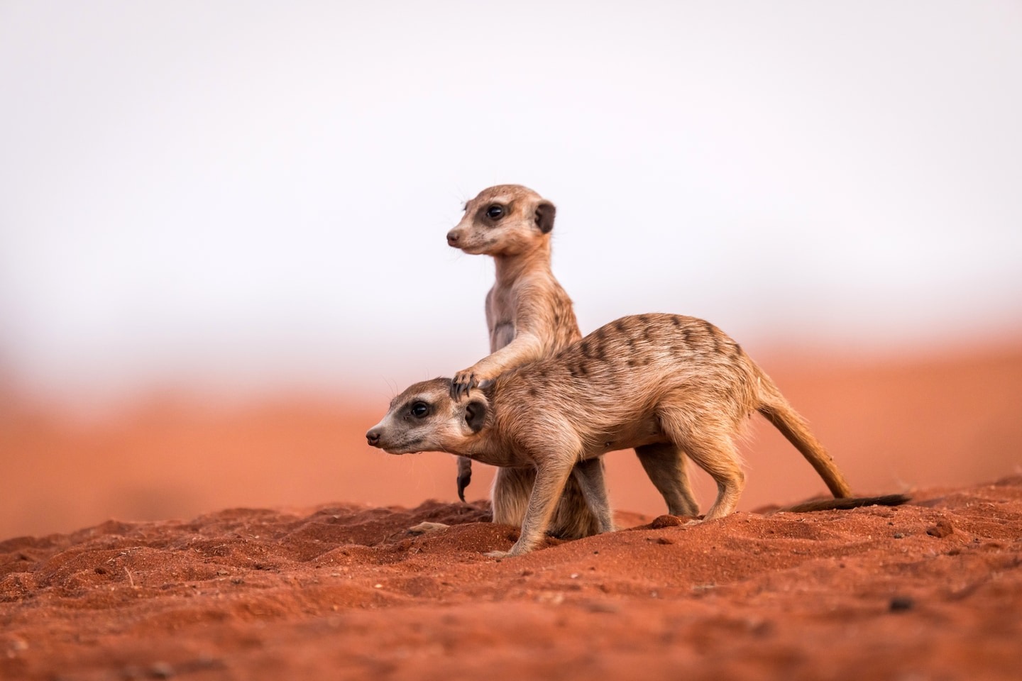 How monogamous are humans? A study ranks us between meerkats and ...