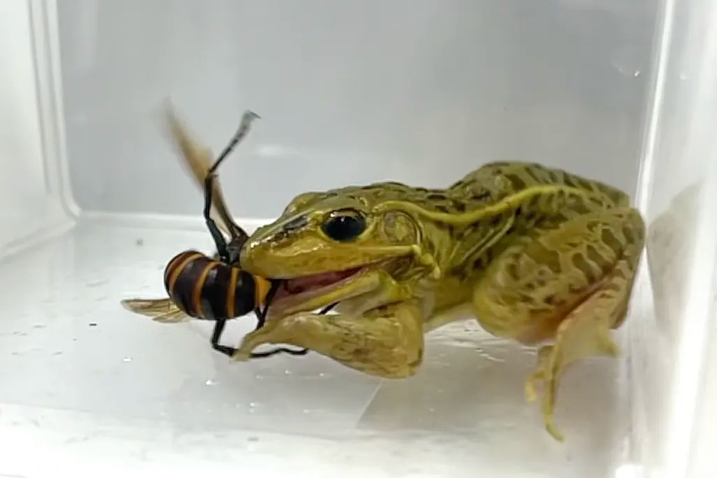 ‘Murder Hornets’ Might Strike Terror in Humans, but These Frogs Can Eat ...