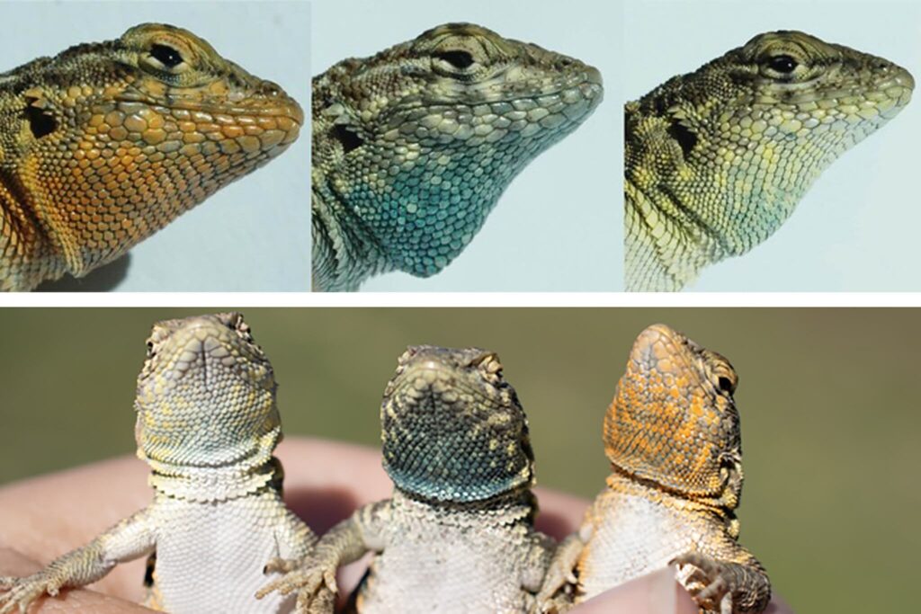 This Lizard Plays Rock-Paper-Scissors - 3 Quarks Daily