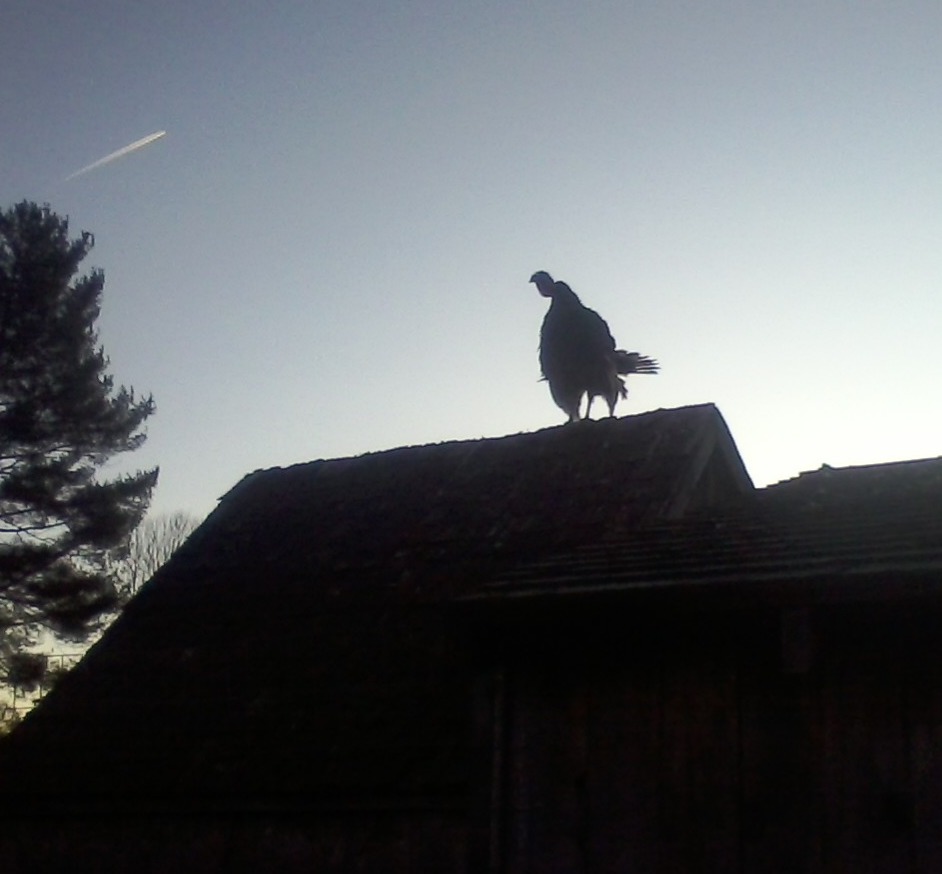 It Ain't Food Till The Feet Come Off - 3 Quarks Daily