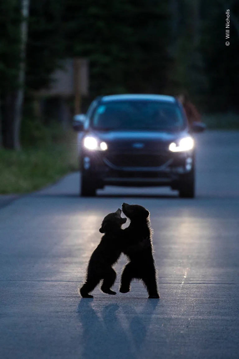 Five stunning images from Wildlife Photographer of the Year People's ...