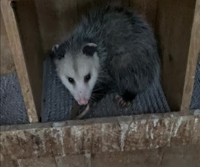 'Possum In The Hen House - 3 Quarks Daily